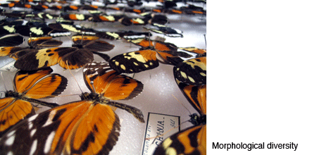 | Morphological Scaling Relationship Evolution: Butterflies